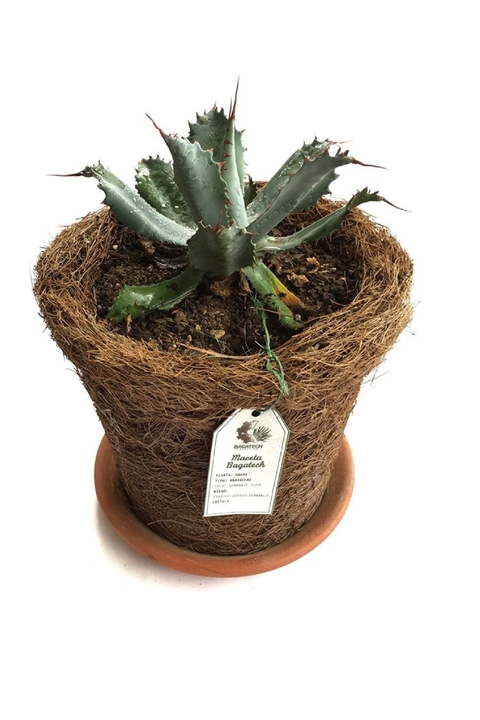 Maceta Cuadrada con Agaves Silvestres - SoyOaxaca.com
