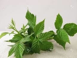 Hojas de Frambuesa - Comprar en Aromáticas Alto Valle