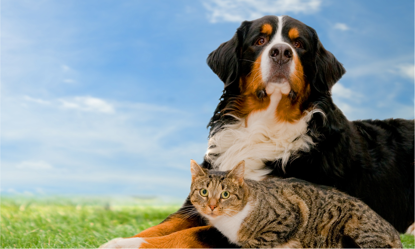 Canipets Forte Antiparasitario Interno Perros y Gatos 2 ML Suspension Oral