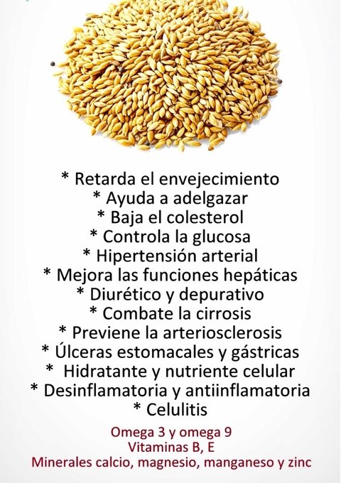 SEMILLA DE ALPISTE 100% NATURAL - EL MOLINO VERDE