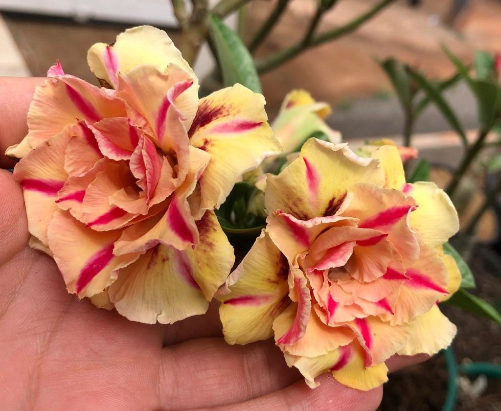 Loja online de UNIFLORA