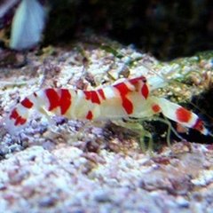 Alpheus Randalli-Camarón Pistola - Aquarium Depot