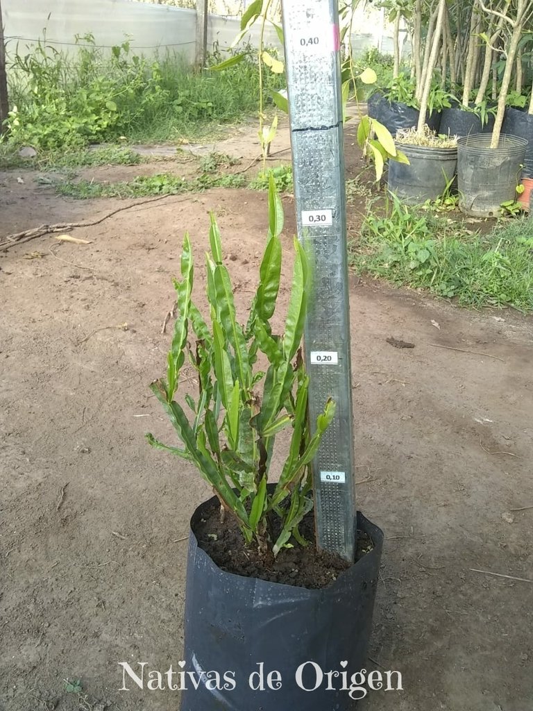 carqueja planta nativa