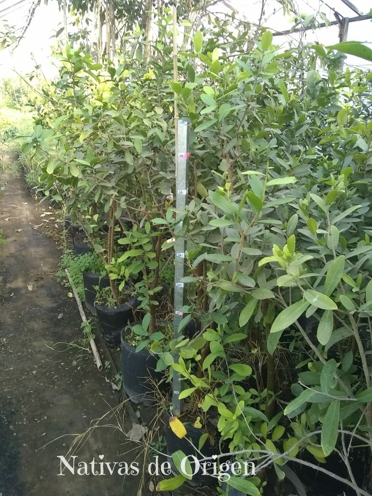 envirá - ivirá planta nativa