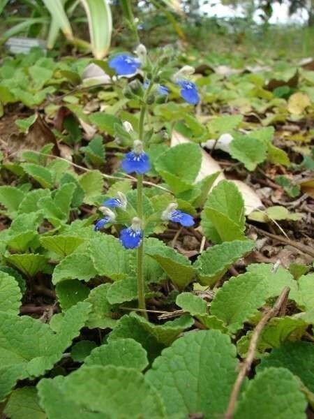 salvia rastrera planta nativa