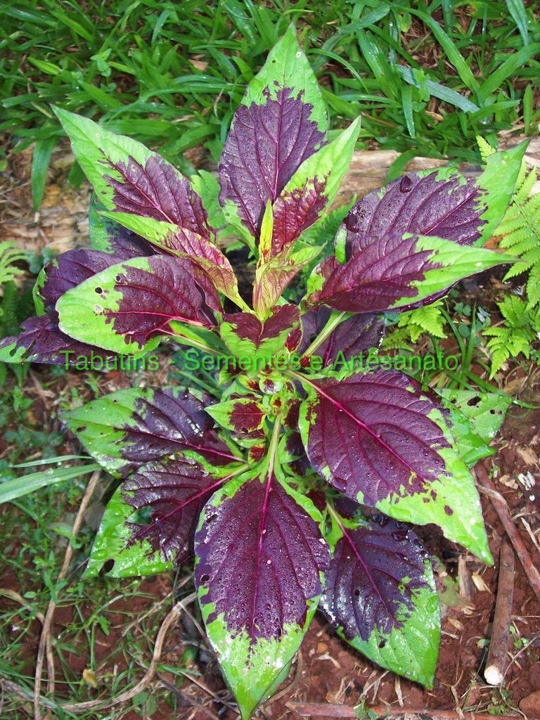 Sementes de AMARANTO RED STRIPE - COMESTÍVEL BICOLOR - AMARANTHUS MAN
