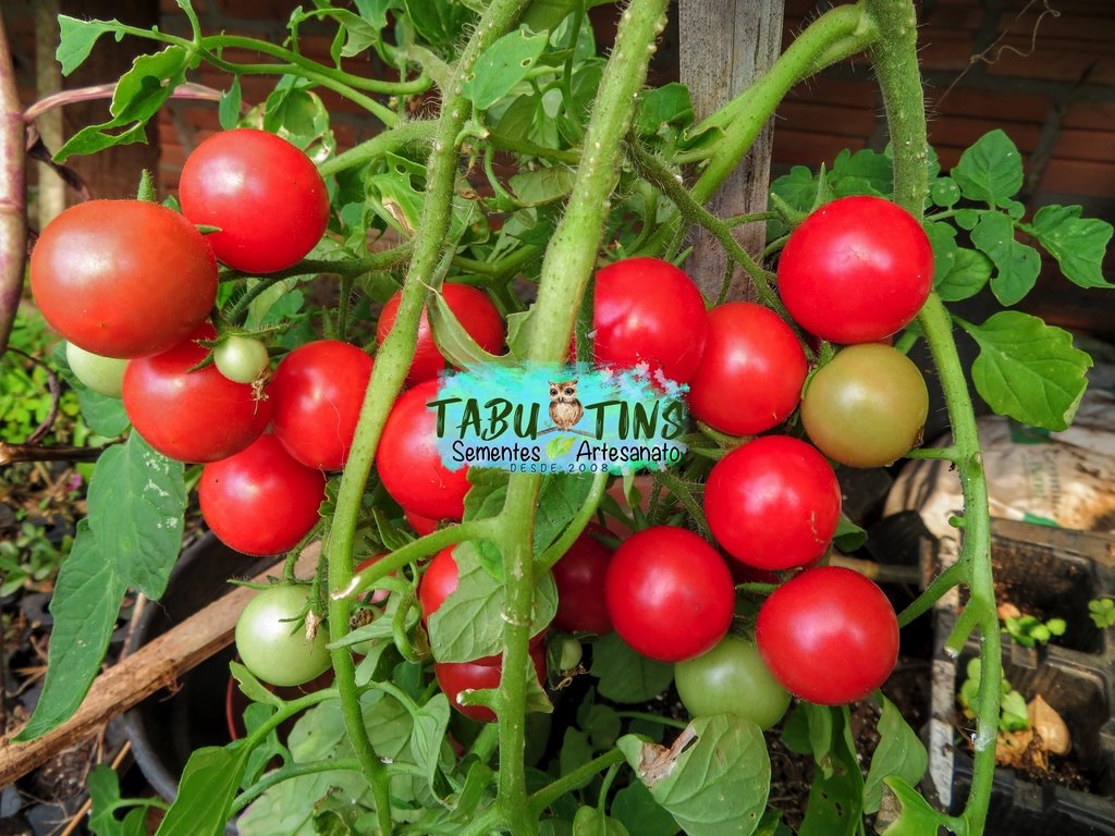Sementes de TOMATE PETITE FLORIDA