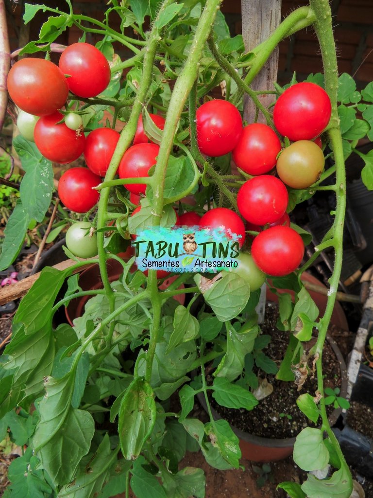 Sementes de TOMATE PETITE FLORIDA