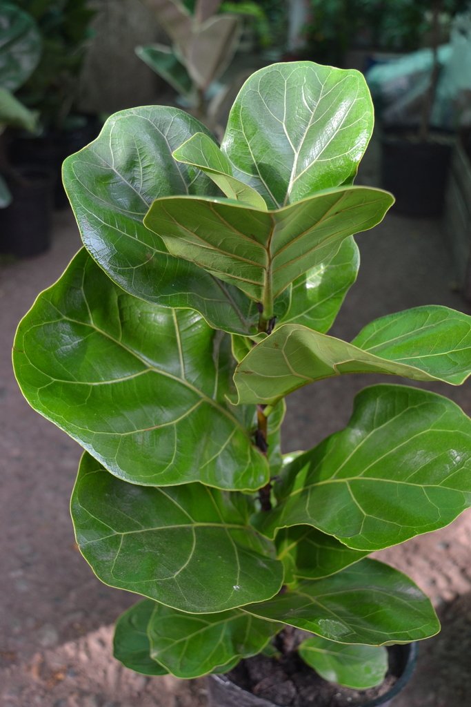 Ficus Pandurata envase 3 lts. - Vivero Valle Fértil