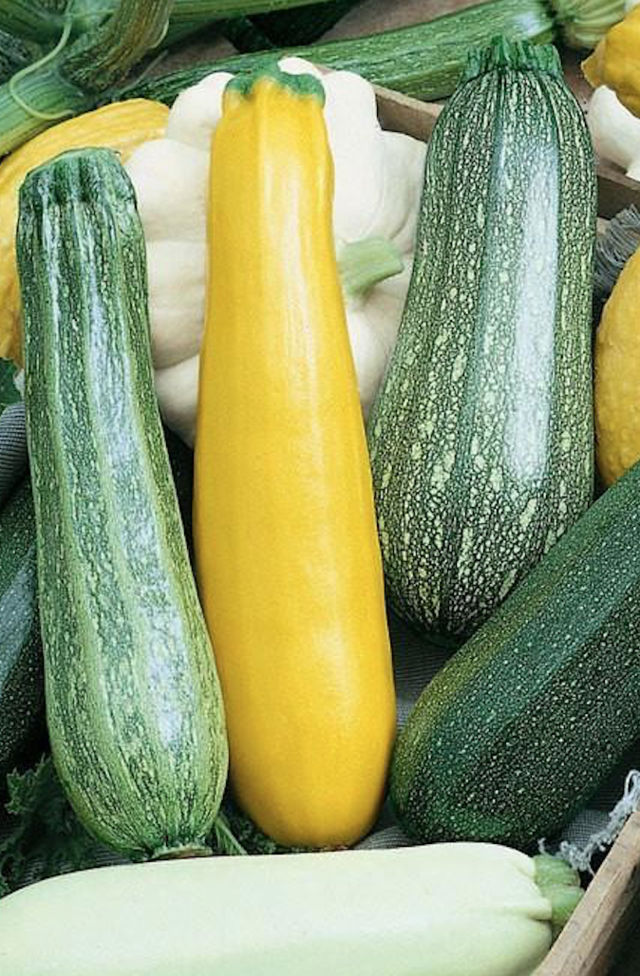 Semillas de Zucchini Mix - Comprar en SITOPIA