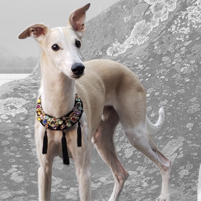 GP Pet Wear Atelier Gente Peludinha