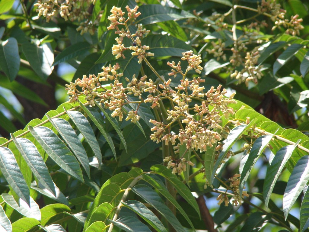 Cedro Misionero - Igary (Cedrela fissilis)