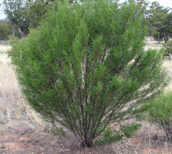 Chirca (Dodonea viscosa) - Enraizando Nativas