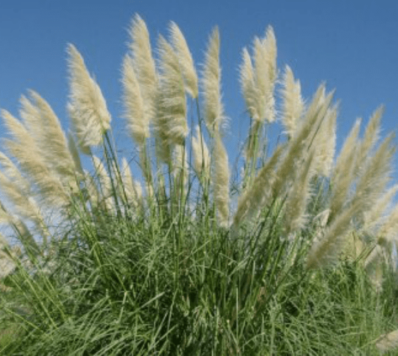 Cortadera - Pampa Grass (Cortaderia selloana)