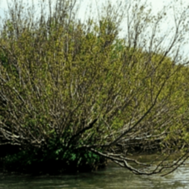 Sarandí Blanco (Phyllanthus sellowianus)