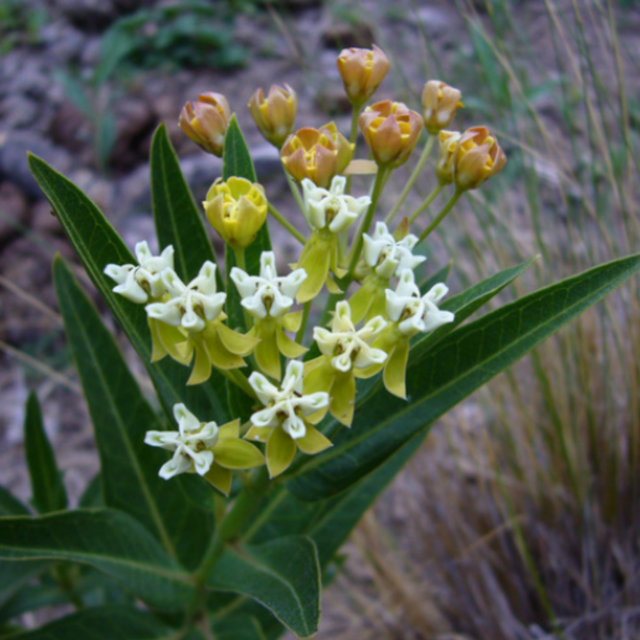 Yerba de la Víbora (Asclepias mellodora)