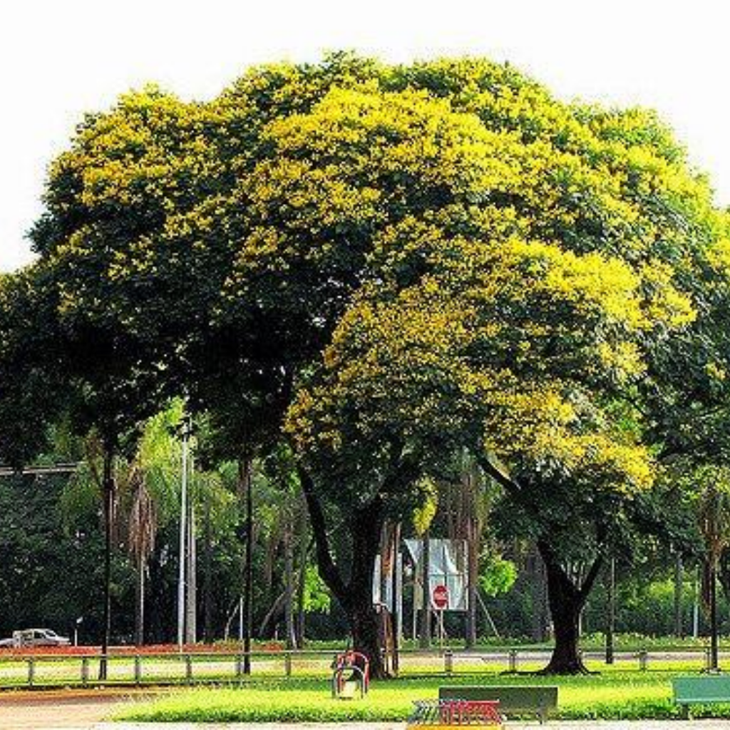 Ibirá Pitá (Peltophorum dubium) - Enraizando Nativas