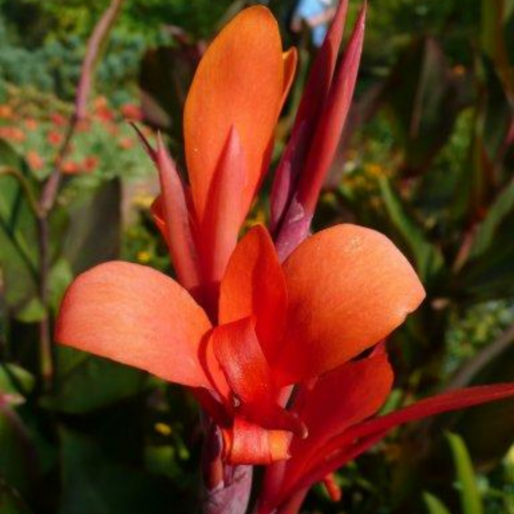 Achira Roja (Canna indica) - Enraizando Nativas