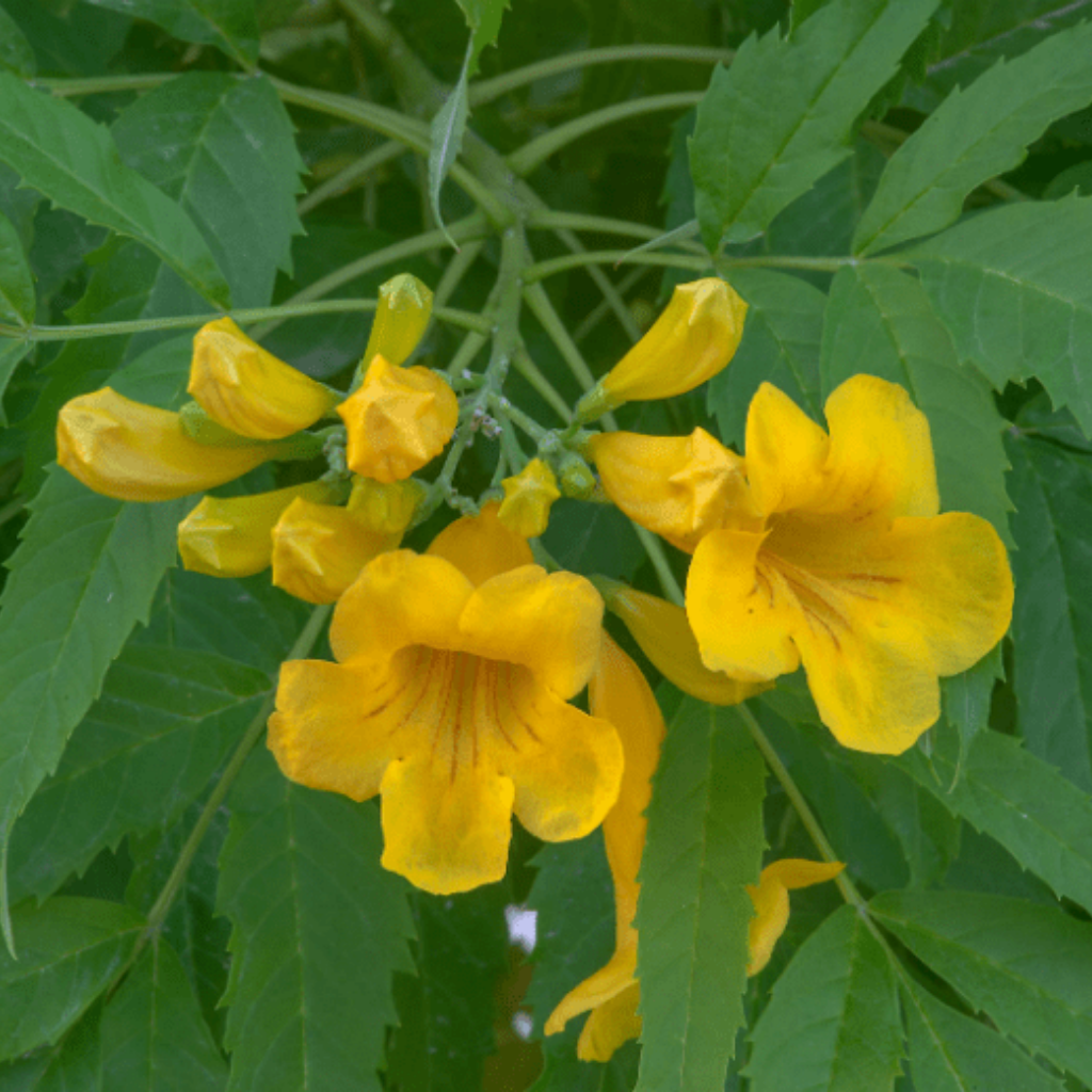 Guarán Amarillo - Lapachillo (Tecoma stans)