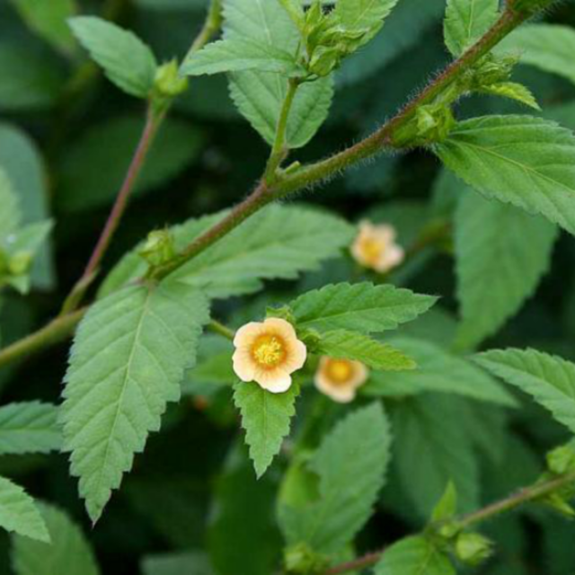 Escoba Dura (Sida rhombifolia) - Enraizando Nativas