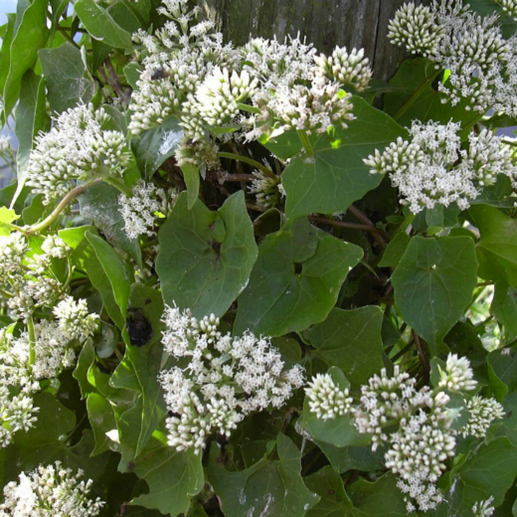 Guaco (Mikania cordifolia) - Enraizando Nativas