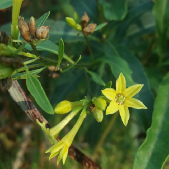 Duraznillo Negro - Hediondillo (Cestrum parqui)