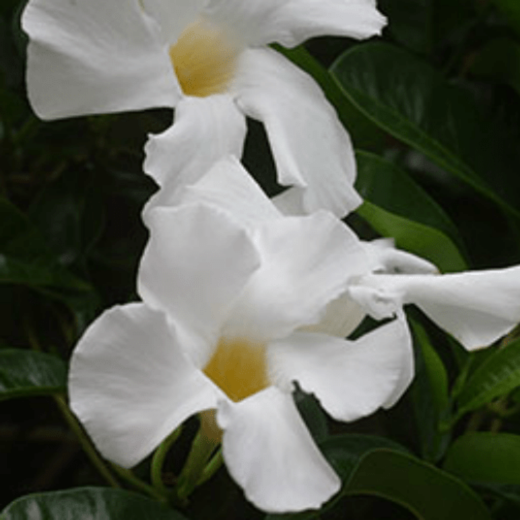 Jazmín de Chile (Mandevilla laxa) - Enraizando Nativas
