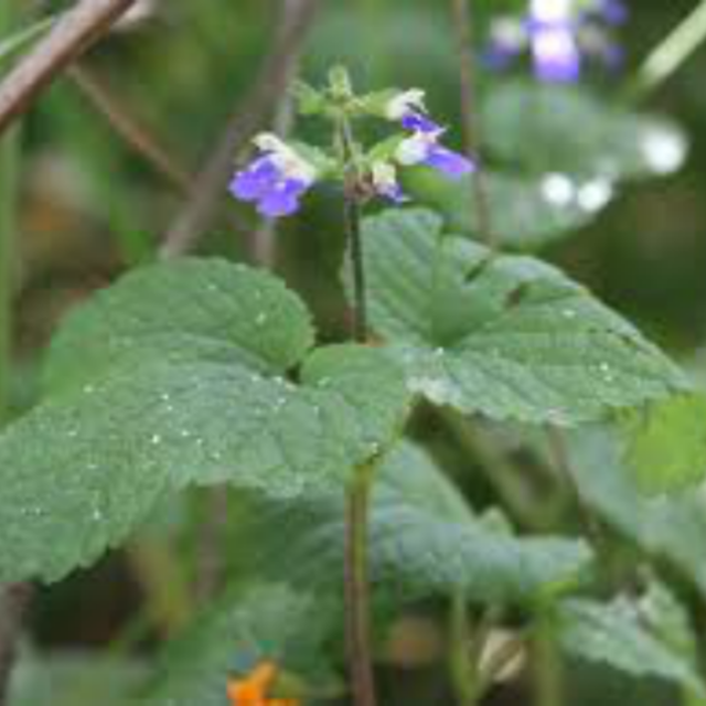 Salvia Rastrera (Salvia procurrens)