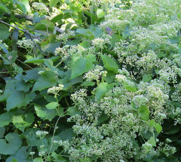 Guaco (Mikania cordifolia) - Enraizando Nativas