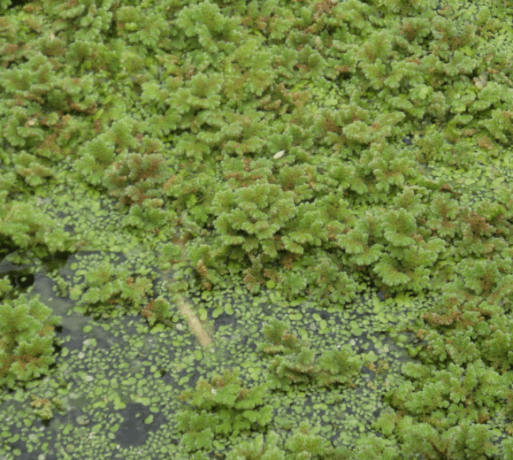 Helechito de Agua (Azolla filiculoides)