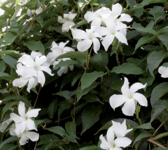 Jazmín de Chile (Mandevilla laxa) - Enraizando Nativas