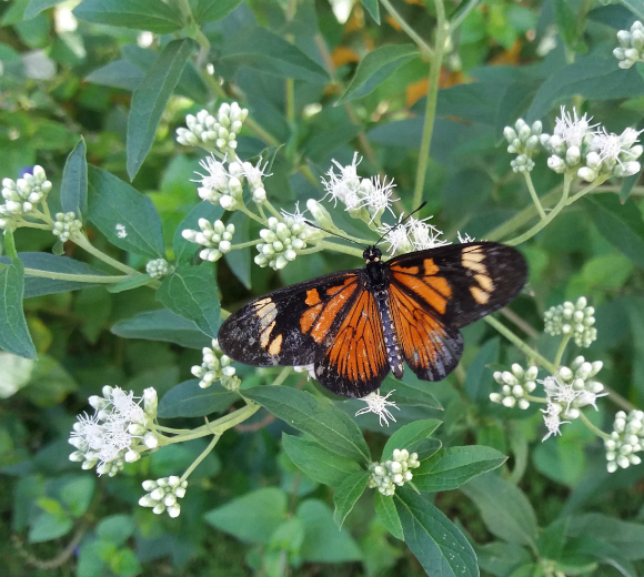 Mariposera - Chilca de Olor - Doctorcito (Austroeupatorium inulifolium)