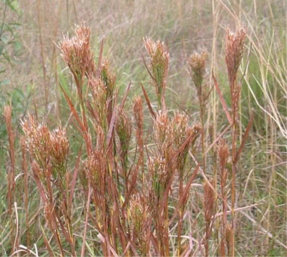 Paja Colorada - Yerba Barbuda (Schizachyrium microstachyum)