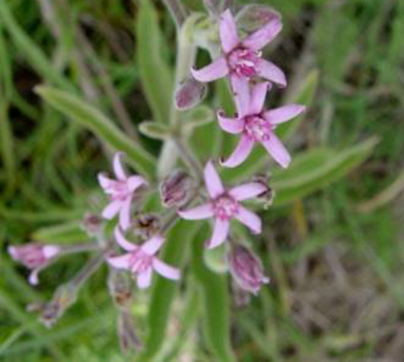 Plumerillo Negro (Oxypetalum solanoides)