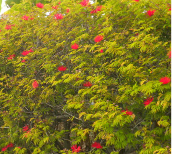 Plumerillo Rojo - Borla de Obispo (Calliandra tweedii)
