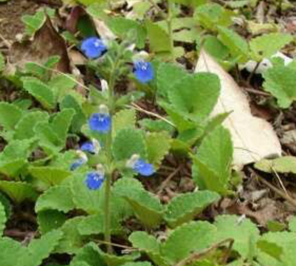 Salvia Rastrera (Salvia procurrens)