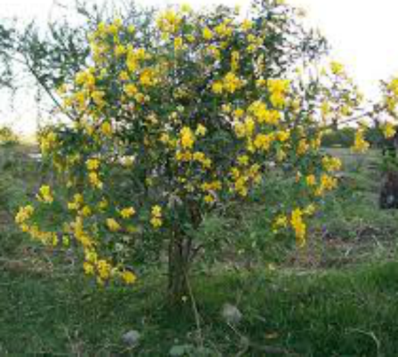 Sen del Campo (Senna corymbosa) - Enraizando Nativas