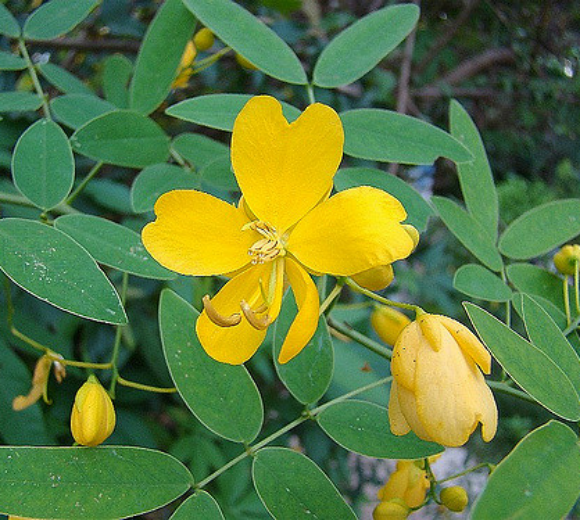 Sen del Campo (Senna corymbosa) - Enraizando Nativas