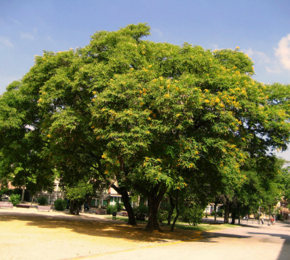 Tipa Blanca (Tipuana tipu) - Enraizando Nativas