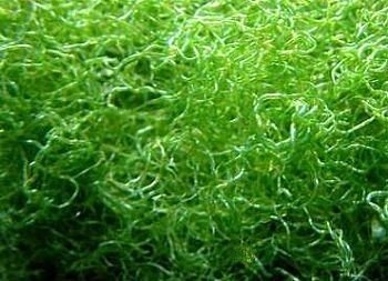 Alga Chaetomorpha Spiralis - Zecareefs Aquarium