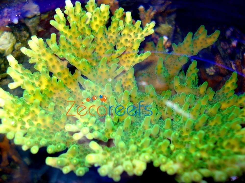 Acropora Table eflorencis - Zecareefs Aquarium