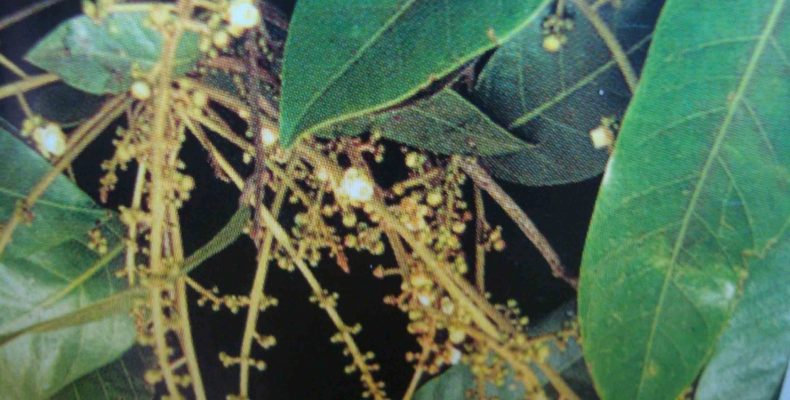 Óleo de Andiroba - Comprar em Naturebas de Campos