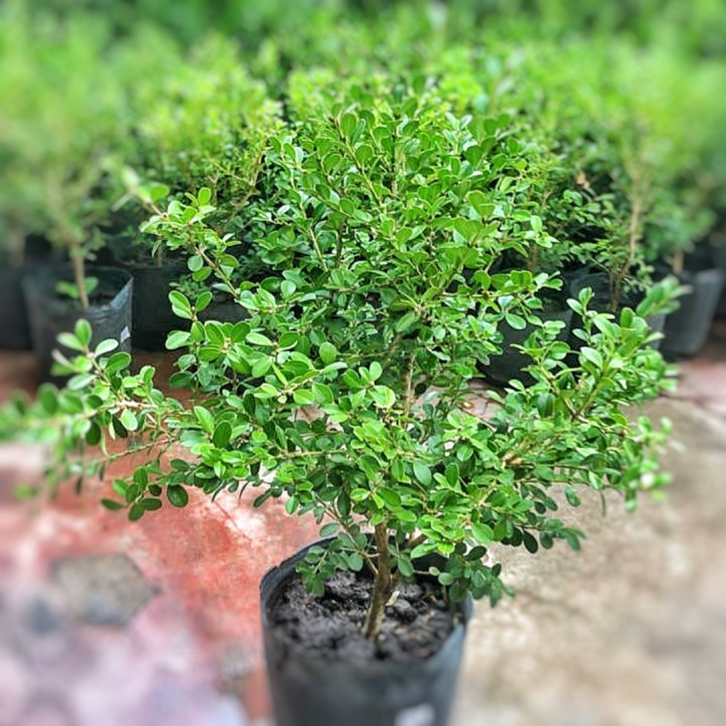 Buxus Sempervirens - Comprar en Vivero Mario