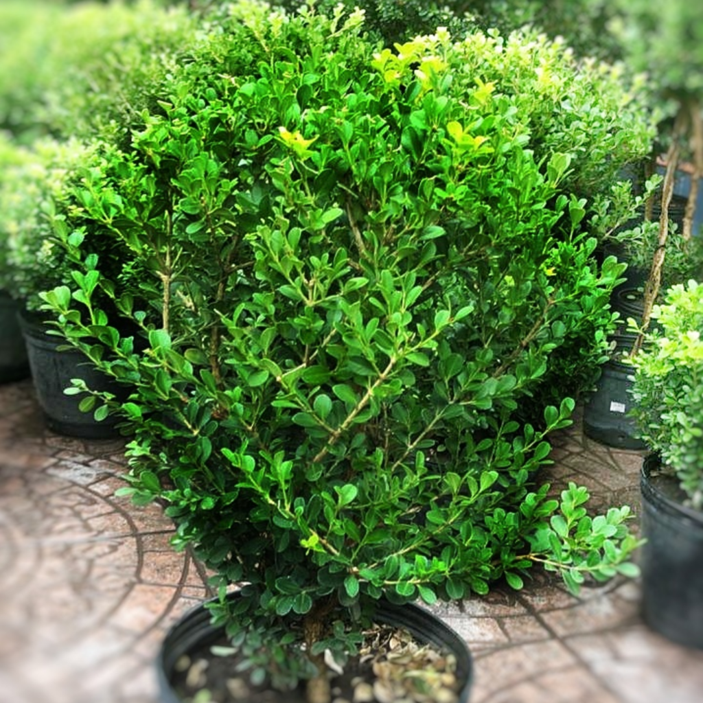 Buxus Bocha - Comprar en Vivero Mario