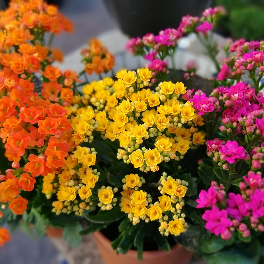 Kalanchoe Floral - Comprar en Vivero Mario