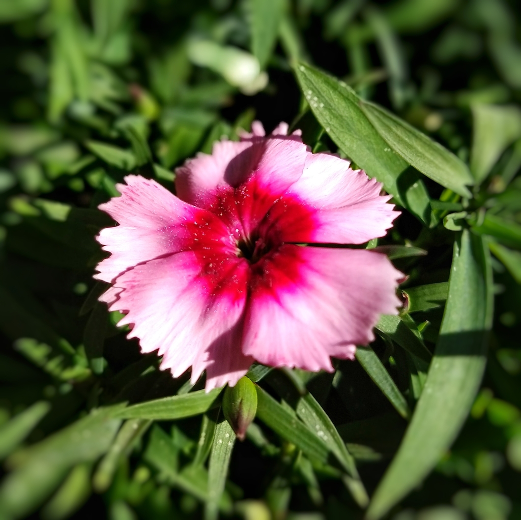 Clavelina - Comprar en Vivero Mario