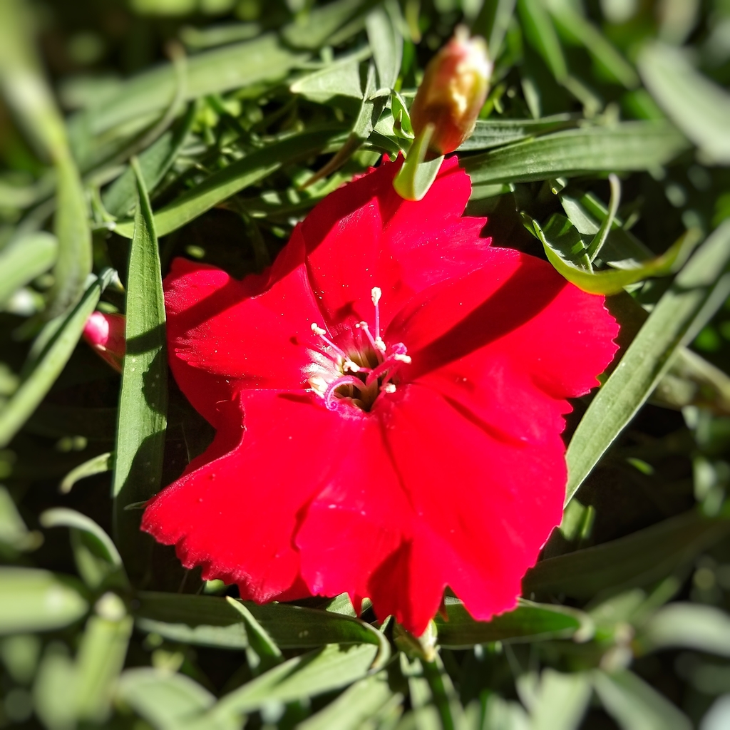 Clavelina - Comprar en Vivero Mario
