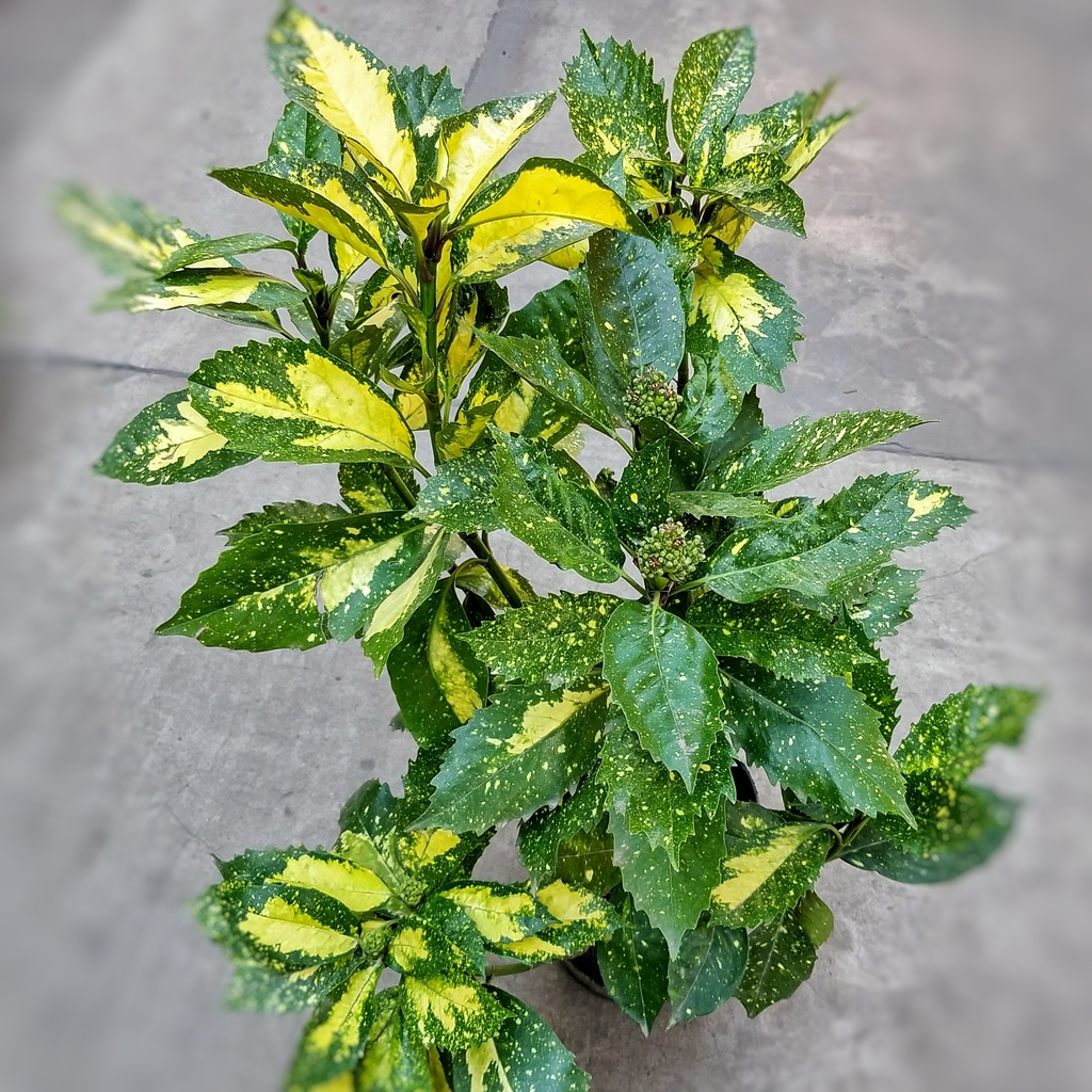 Aucuba Japónica - Comprar en Vivero Mario