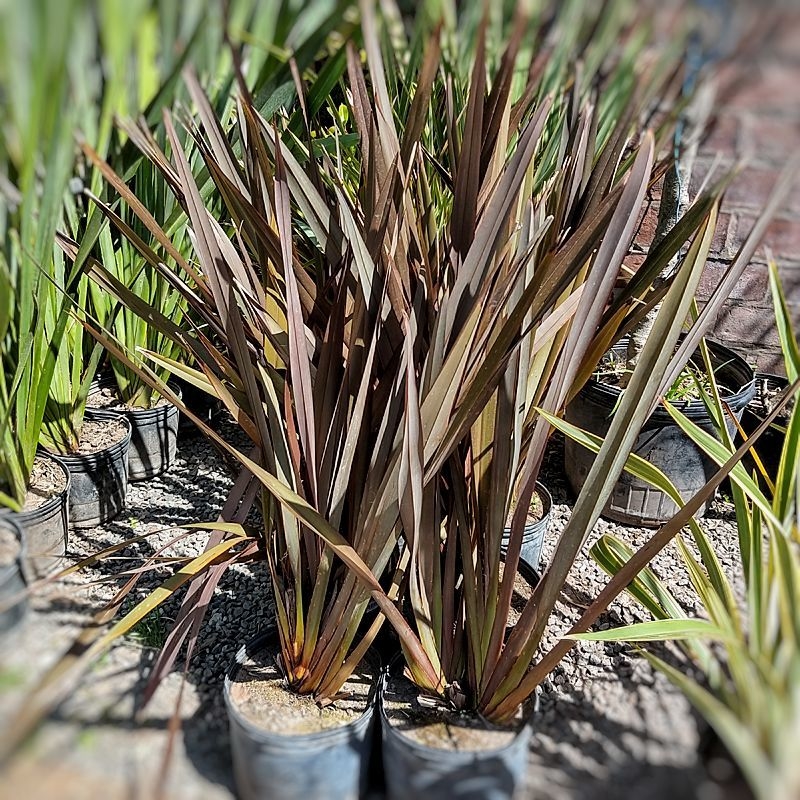 PHORMIO Rubra - Comprar en Vivero Mario