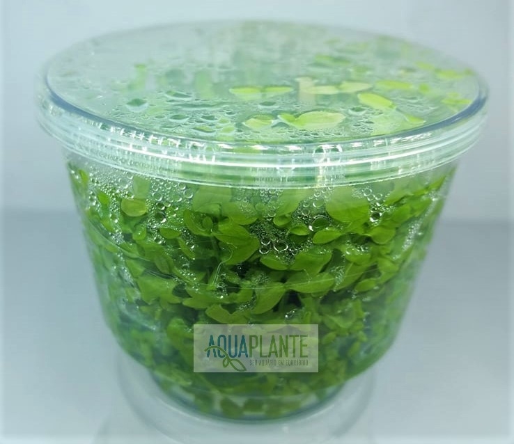 Planta Natural Micranthemum sp Monte Carlo - Aquaplante